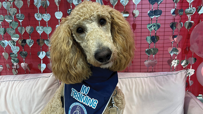 What is a “Facility” Dog? | Birmingham Parent